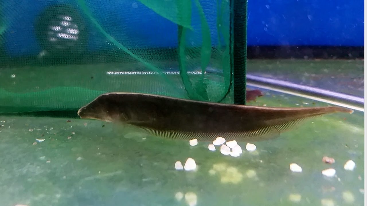 El pez cuchillo fantasma marrón (Apteronotus leptorhynchus) Ficha ...