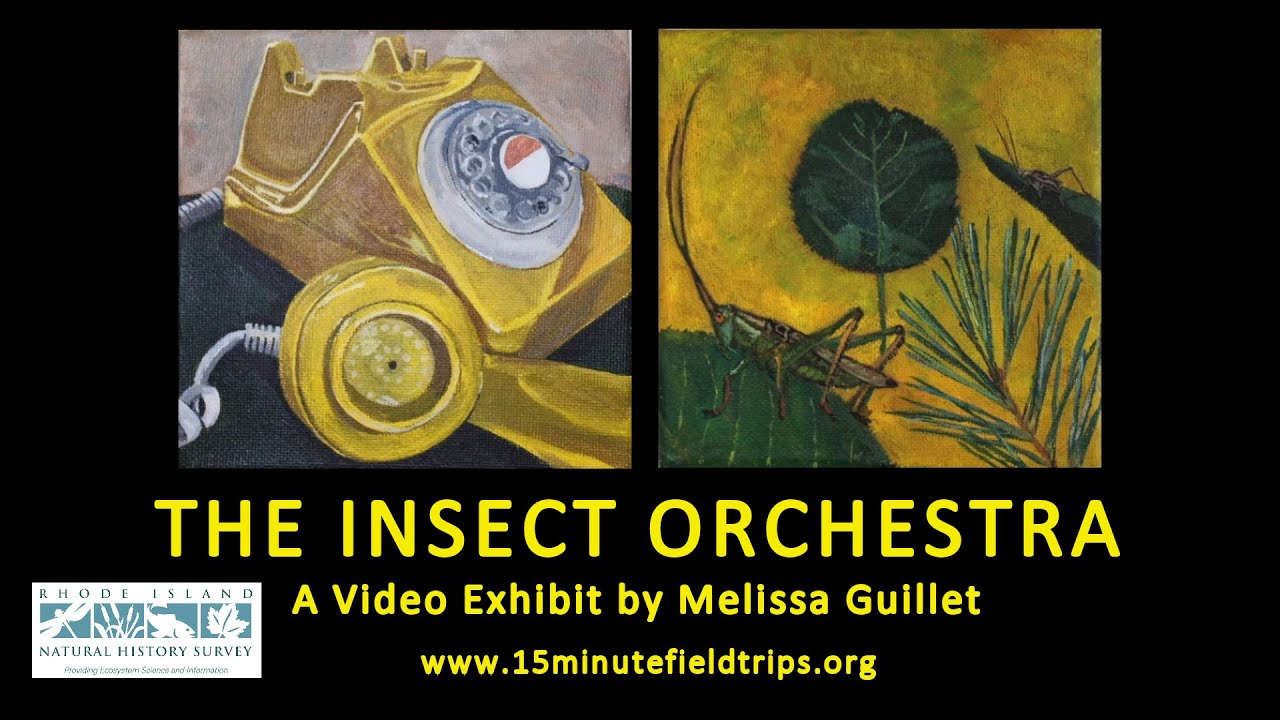 The Insect Orchestra by Melissa Guillet - YouTube