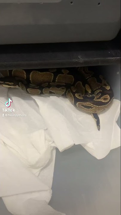 Hatching Ball Python Eggs | Baby Snake - YouTube