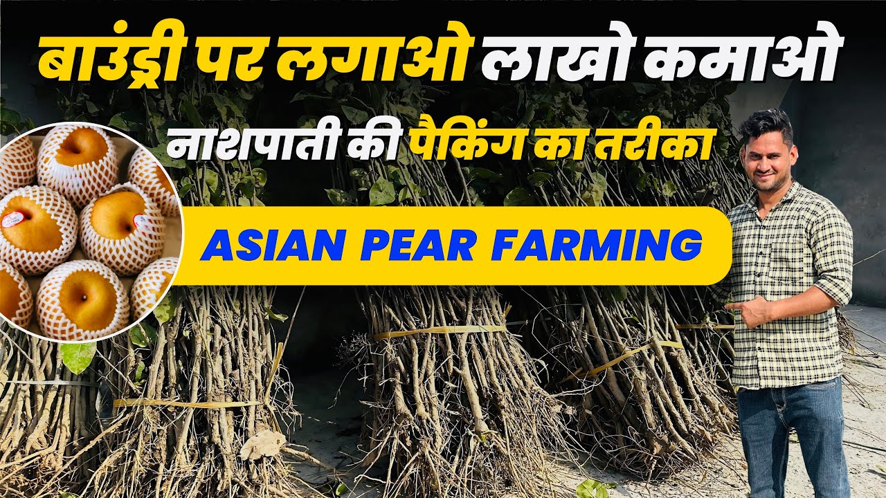 नाशपाती के पौधों की पैकिंग का तरीका बाउंड्री पर लगाओ लाखो कमाओ | Asian ...