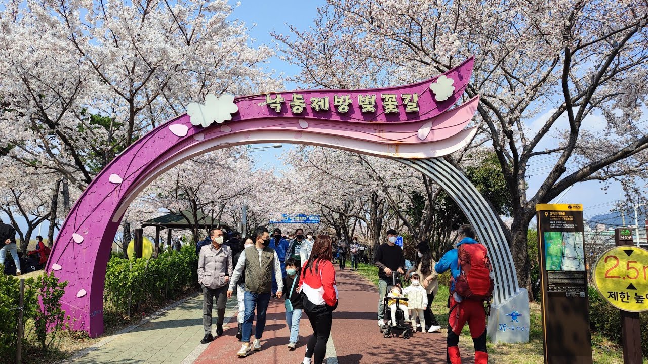 Samnak Ecological Park Cherry Festival, Best place to see cherry ...