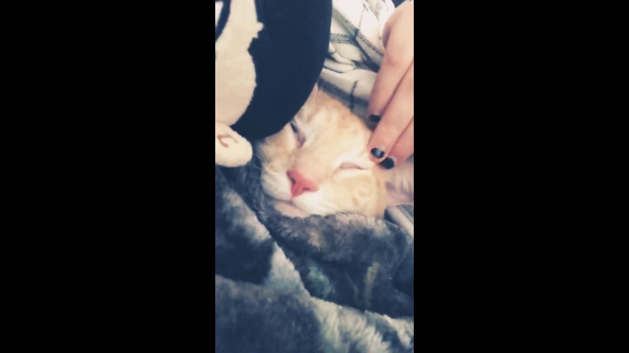 My cat in heavy rem sleep - YouTube