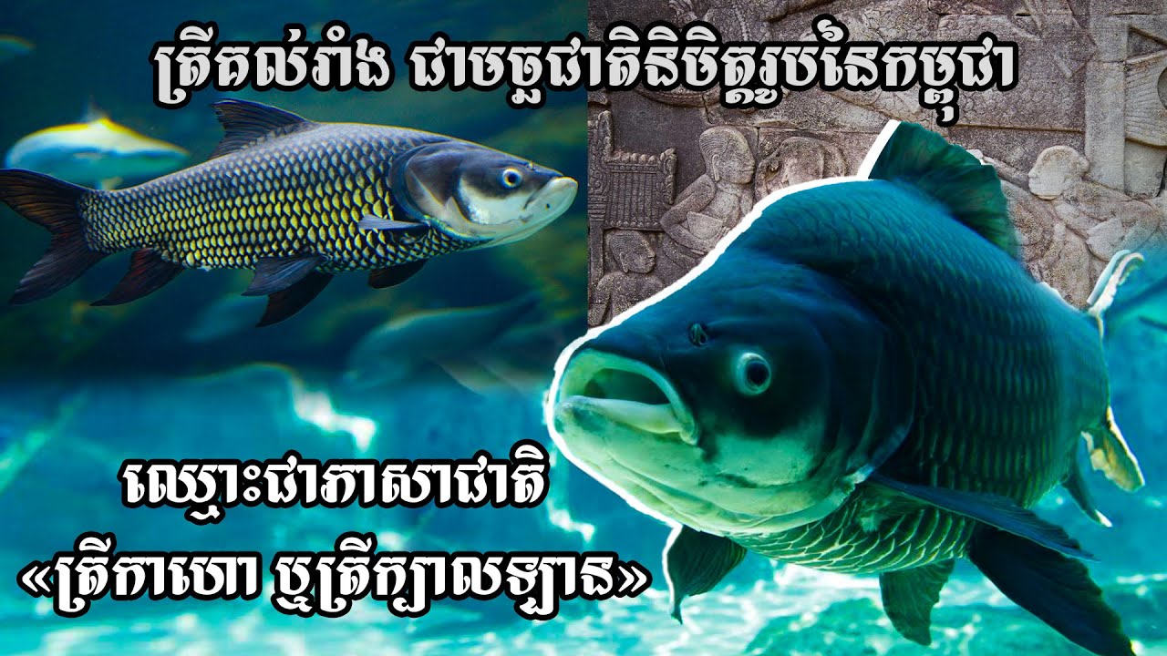 🐟🌊 Discover the Majestic Giant Mekong Barb: A Treasure of the River! 🌊🐟 ...