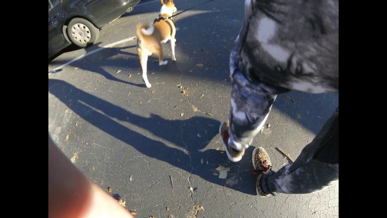 Stop Motion Dog Walk - YouTube