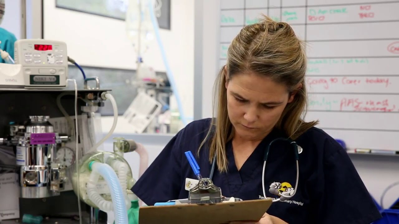 Introduction to Turramurra Veterinary Hospital - Turramurra, NSW ...