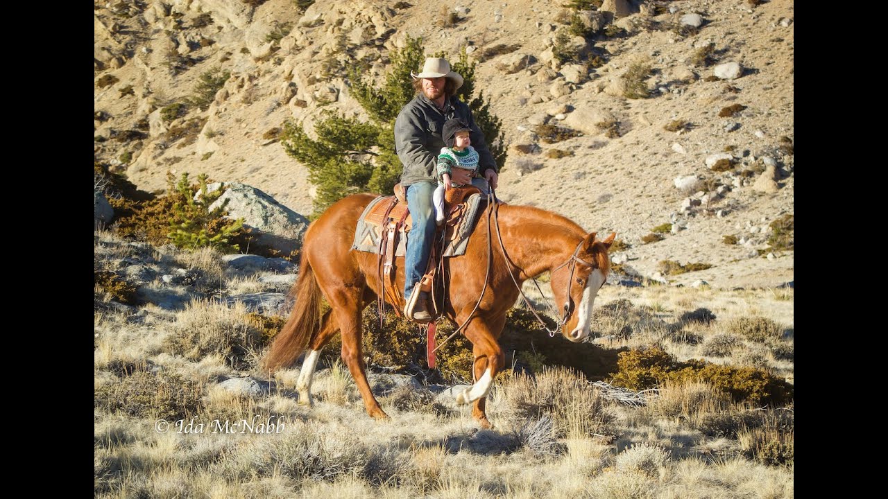 Riddle 5yr old Dtr of Shine Chic Shine. Kid Safe~Well Broke~Ranch ...