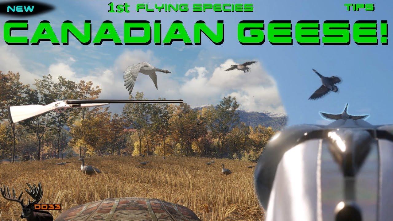 Getting SET UP For The CANADIAN GEESE!! CALL OF THE WILD 2018 - YouTube
