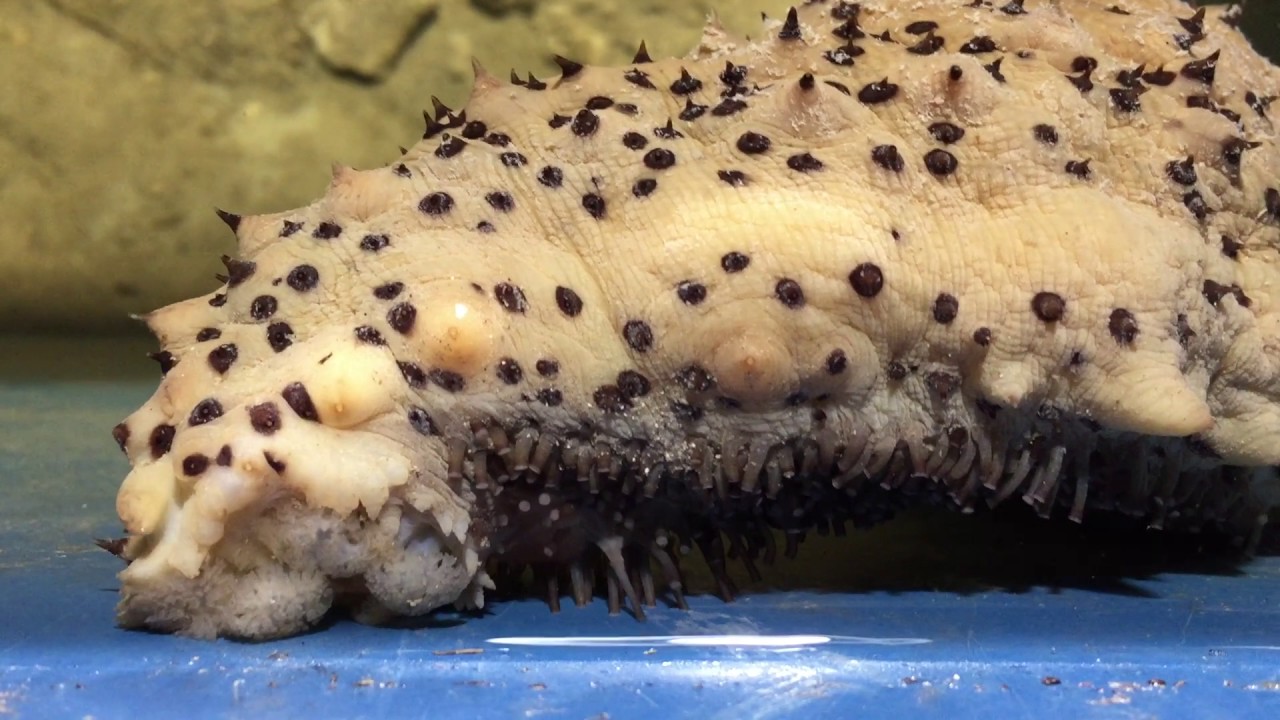 Chocolate Chip Sea Cucumber - YouTube