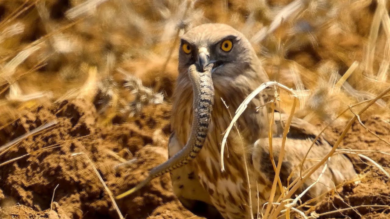 Short toed eagles feast on Mice and Vipers - Episode 1 English version ...
