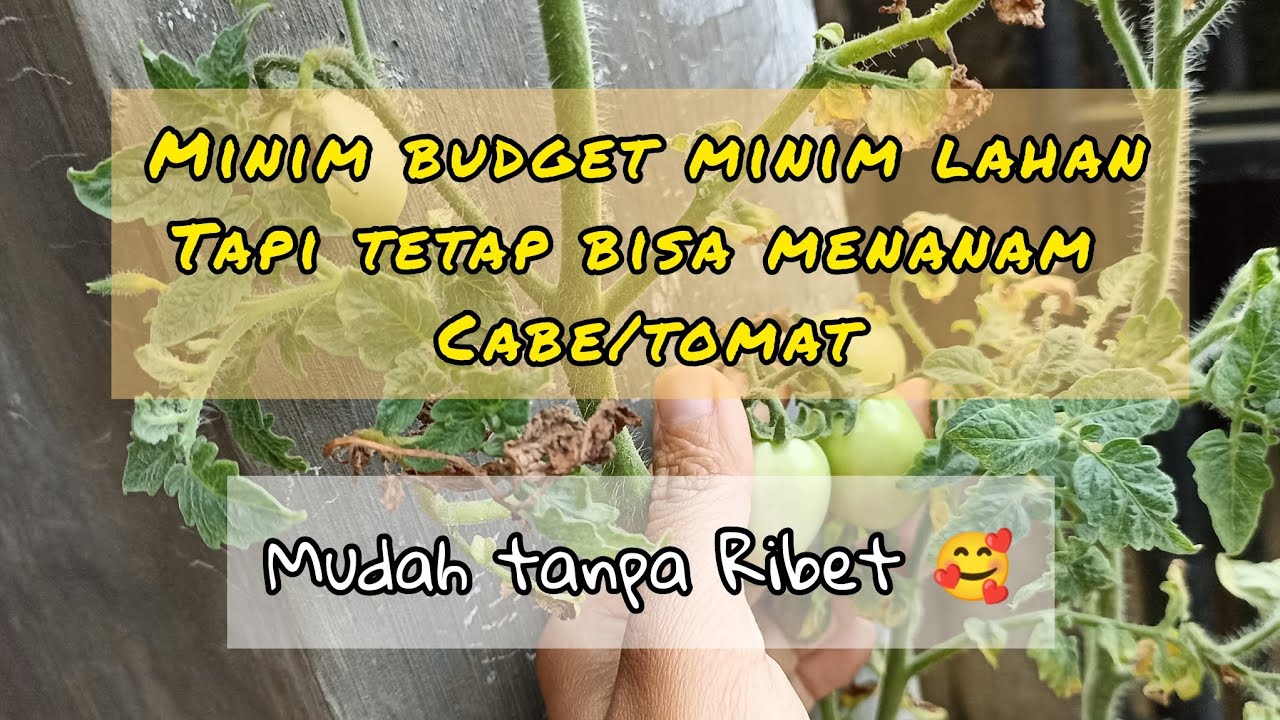 CARA MUDAH MENANAM CABE/TOMAT (walau mager pun BISA 🥰) - YouTube