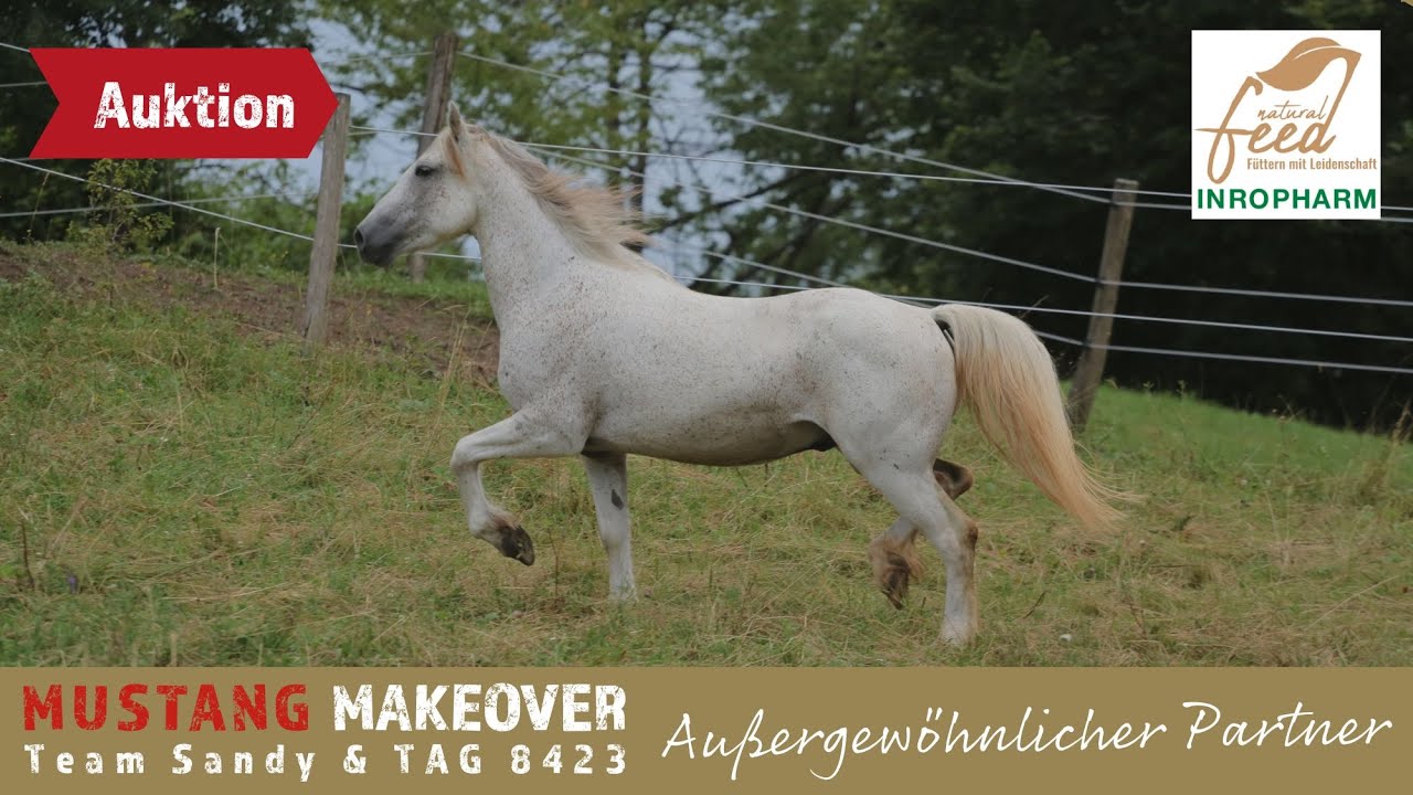 Ganz besonderer Mustang auf der Suche😍 - Team Sandy | MUSTANG MAKEOVER ...