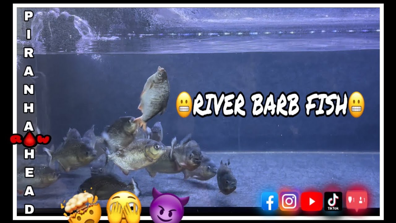 RIVER BARB FISH - YouTube
