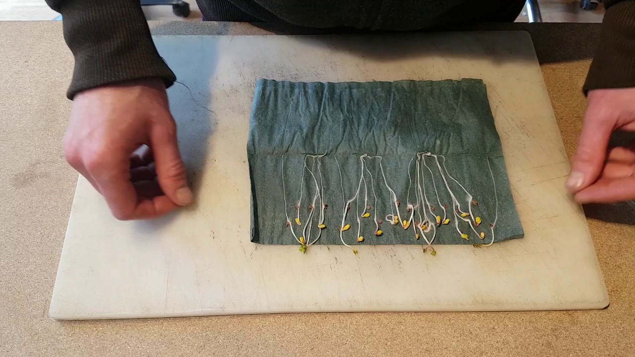 How to test germination of seeds at home - YouTube