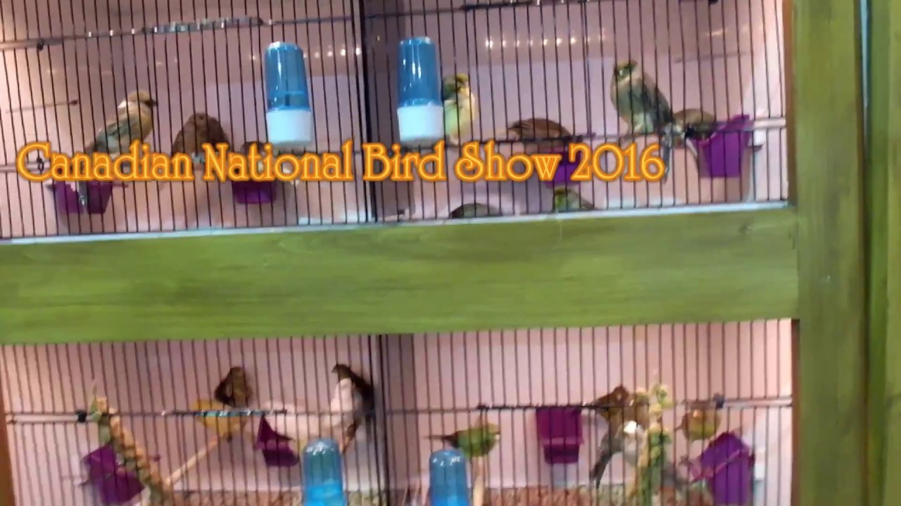 Canadian National Cage Bird Show & Expo 2016 - YouTube