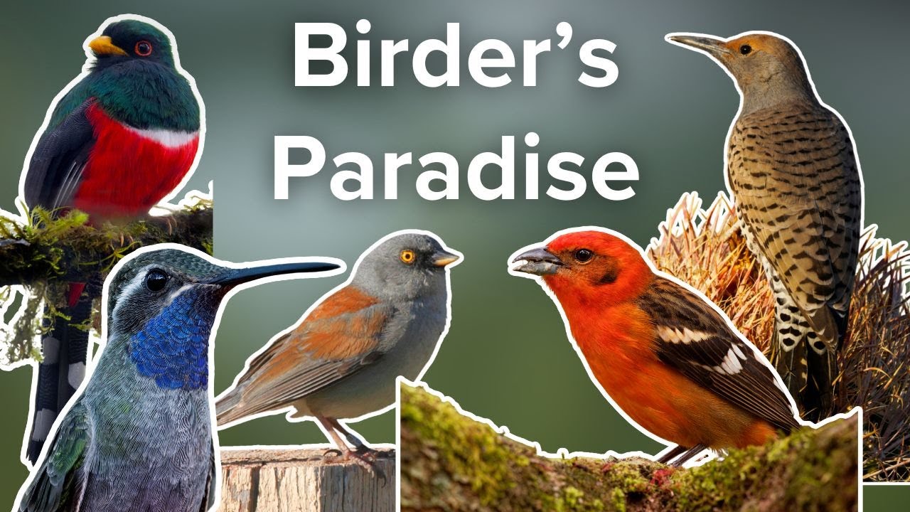 Complete Guide to Birding Southern Arizona - YouTube