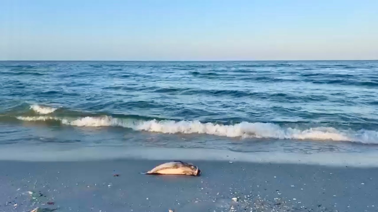 Part 1 of Robb’s Tuesday Morning Beach Walk in North Naples, Florida ...