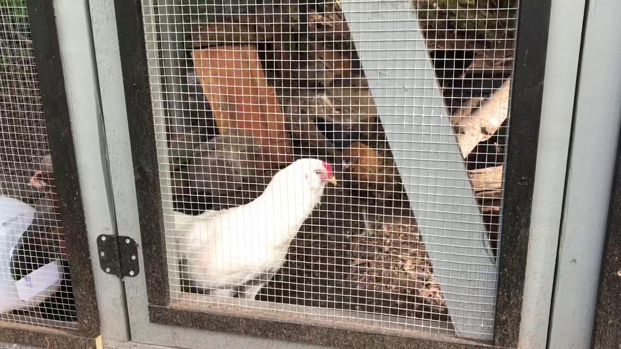 10 week old Rooster Crowing - YouTube