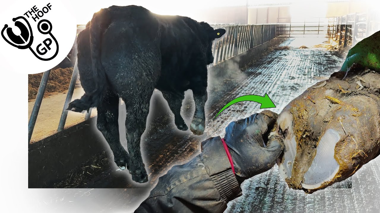 BEAST of a BULL has a sore front foot! - YouTube