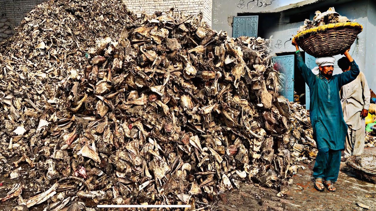 Inside Factory Process Millions of Animals Bones Recycling ...