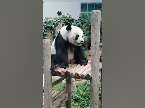 Panda part 2 - YouTube
