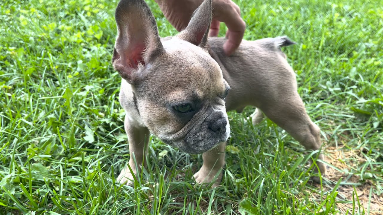 Merle French Bulldog Exotic Frenchie Blue Fawn Merle Frenchie - YouTube