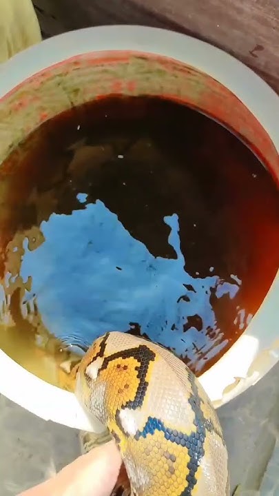 Python taking bath. #snake #reticulatedpython #reptiles #pythonsnake - YouTube