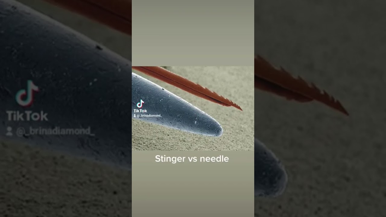 The tip of a needle in comparison to the stinger of a bee. Nature is ...