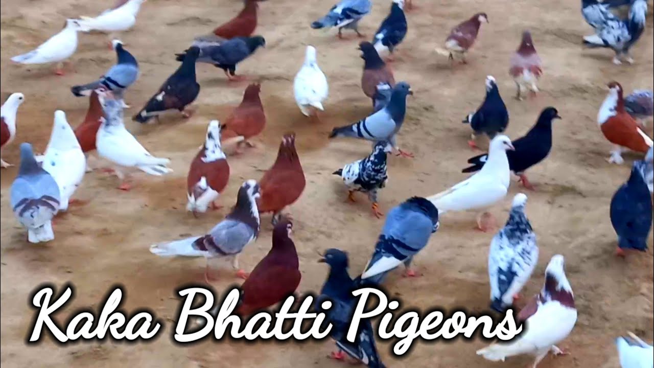 Kaka Bhatti Pigeons ? - YouTube