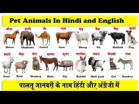 DOMESTIC ANIMALS in Hindi and English | Paltu pashuo ke name - YouTube