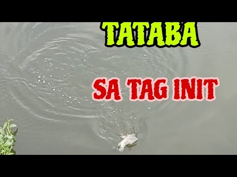 GOOD SIZE TILAPIA ANG TATABA - YouTube