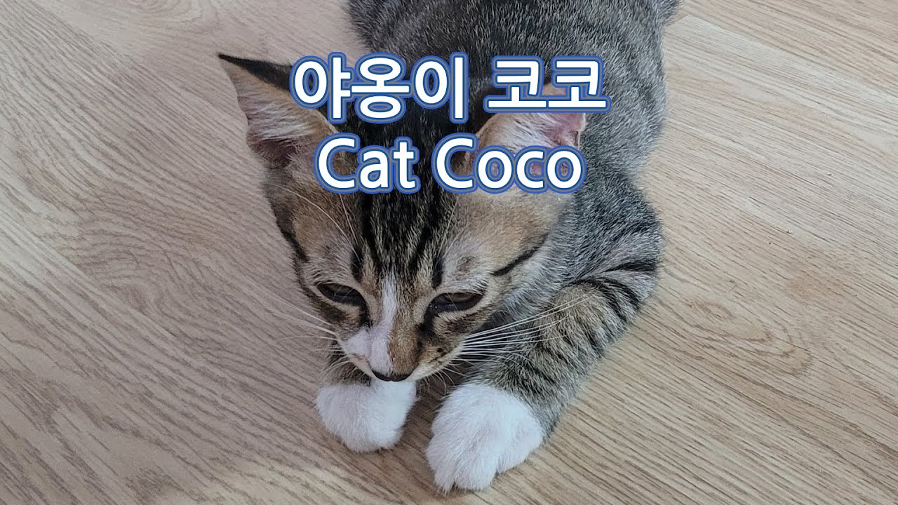 Cat Coco lovely kitty to find what - YouTube
