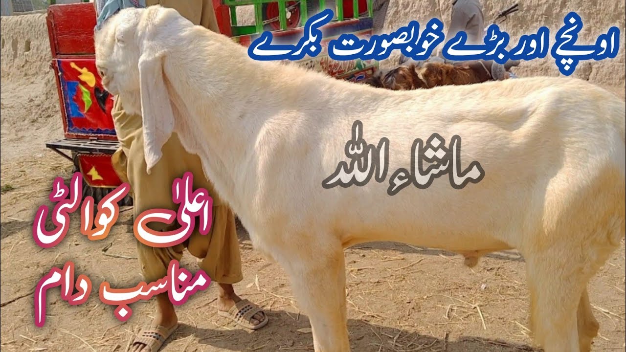 Bakro k Rates in Multan bht hi piyary🥰 Multan Mandi Vlog mai Price # ...