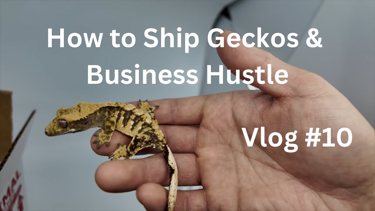 How to Ship Geckos & Business Hustle | Vlog #10 of Zero's Geckos - YouTube