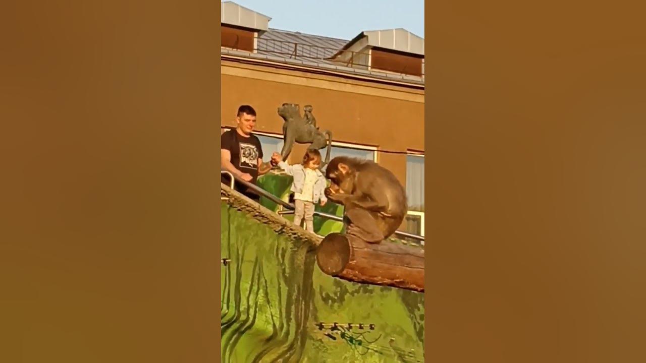 Обезьяна 🐒 сосит соска - YouTube