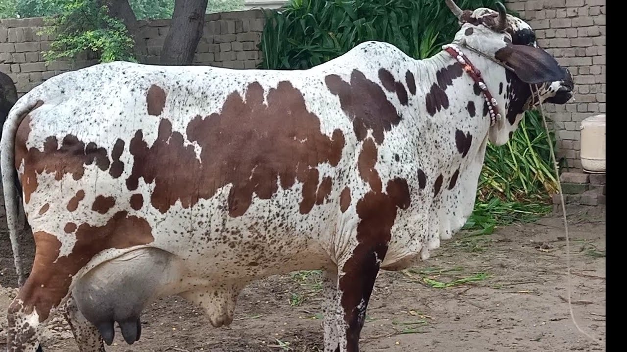 4 cholistani cow far sale 2,9,2020 - YouTube