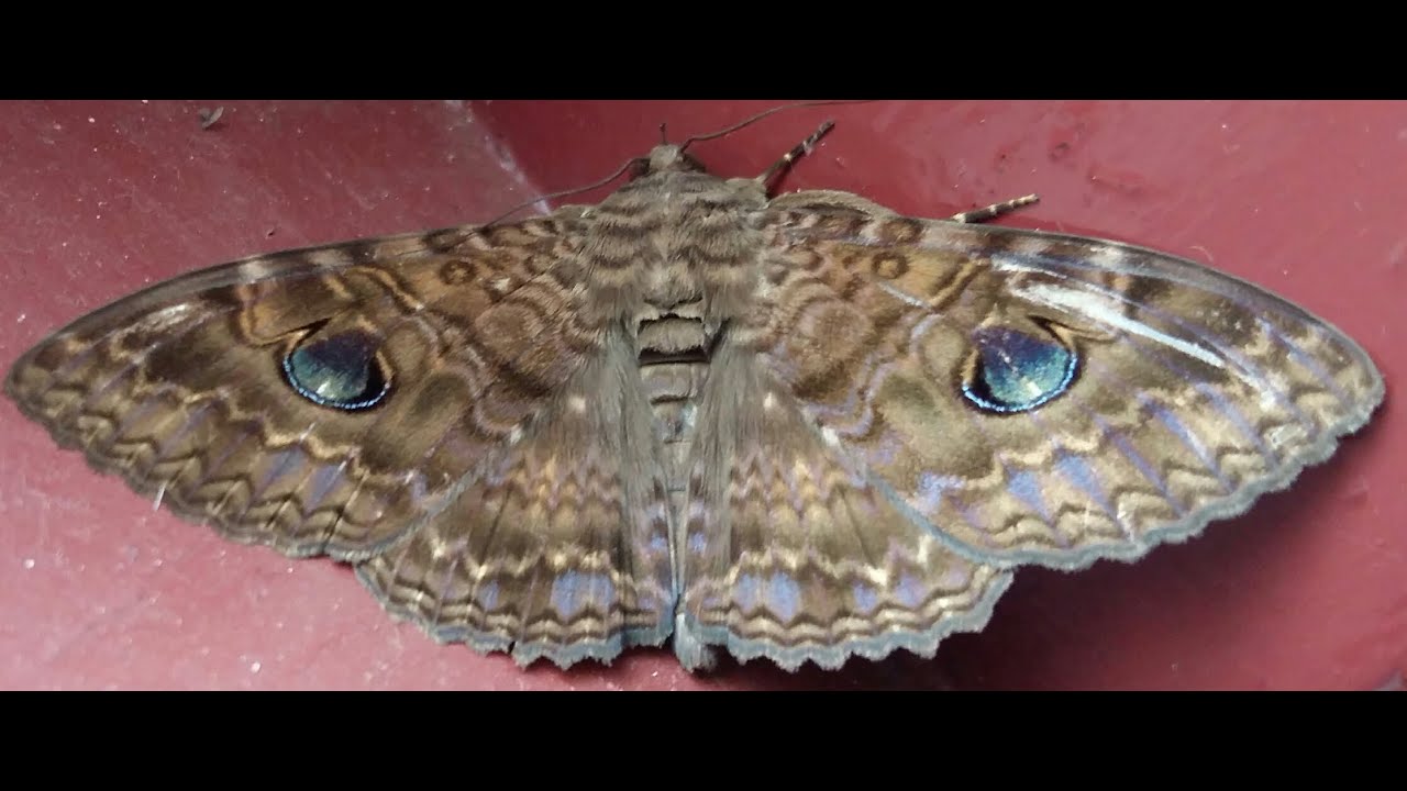 Amazing Butterfly with a Human Face on its back - Its Real - YouTube