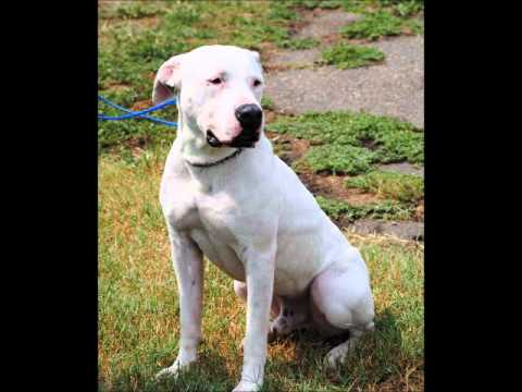 Captain Jack the Dogo Argentino from Rescue Ridge, Sept. 2,2011 - YouTube