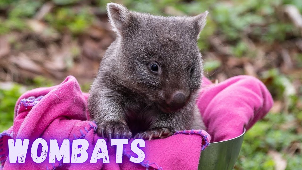 Wombat | Hairy Nosed Wombat | Common Wombat | Bare Nosed Wombat | Cute ...