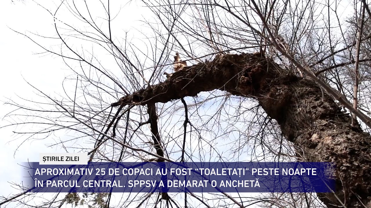 CANAL SUD / APROXIMATIV 25 DE COPACI AU FOST "TOALETAȚI" PESTE NOAPTE ...