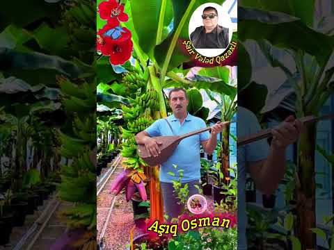 Aşıq Osman İncəli-Aran gözəlləməsi. #abunə ol!#aşıq musiqisi
