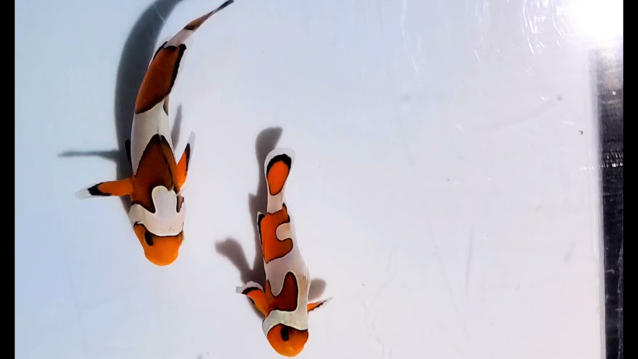 Gladiator Clownfish WYSIWYG Pair at Pacific East Aquaculture - YouTube