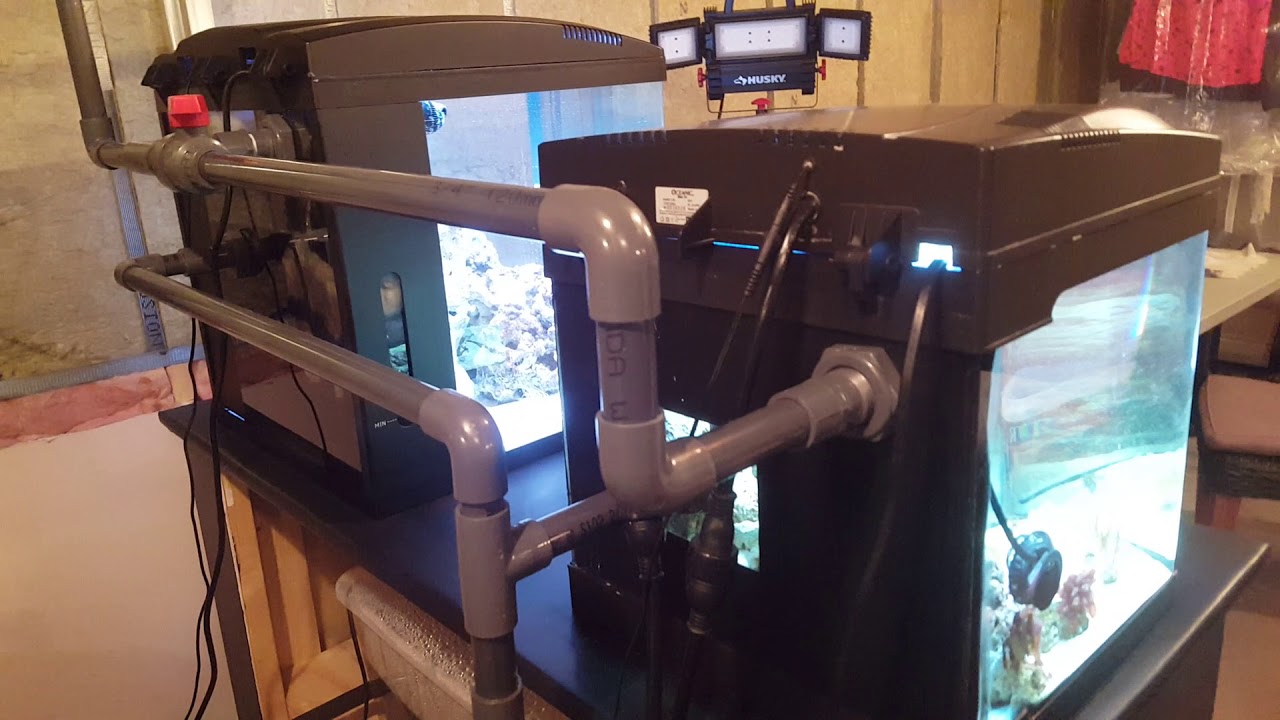 Overview of 16 & 32 gallon bio cube and sump system - YouTube