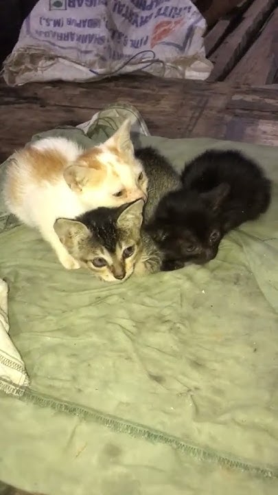 I found three poor babies on the street #cat #babies #love #pets #cat ...