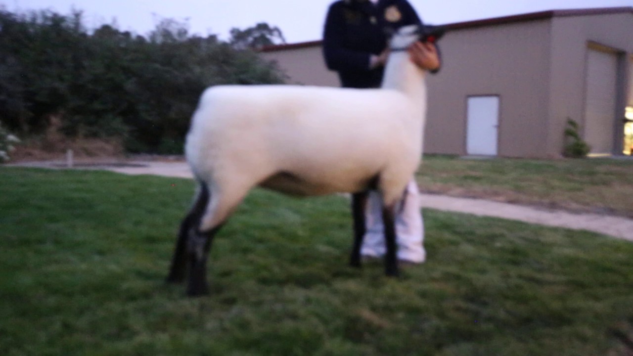 Amanda King Breeding Sheep Hampshires Yearling Ewe KDR 131 2020 SMF ...
