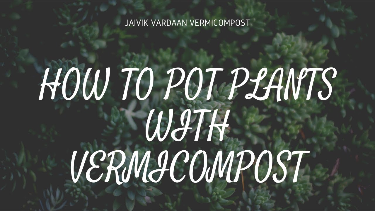 HOW TO POT PLANTS WITH VERMICOMPOST - YouTube