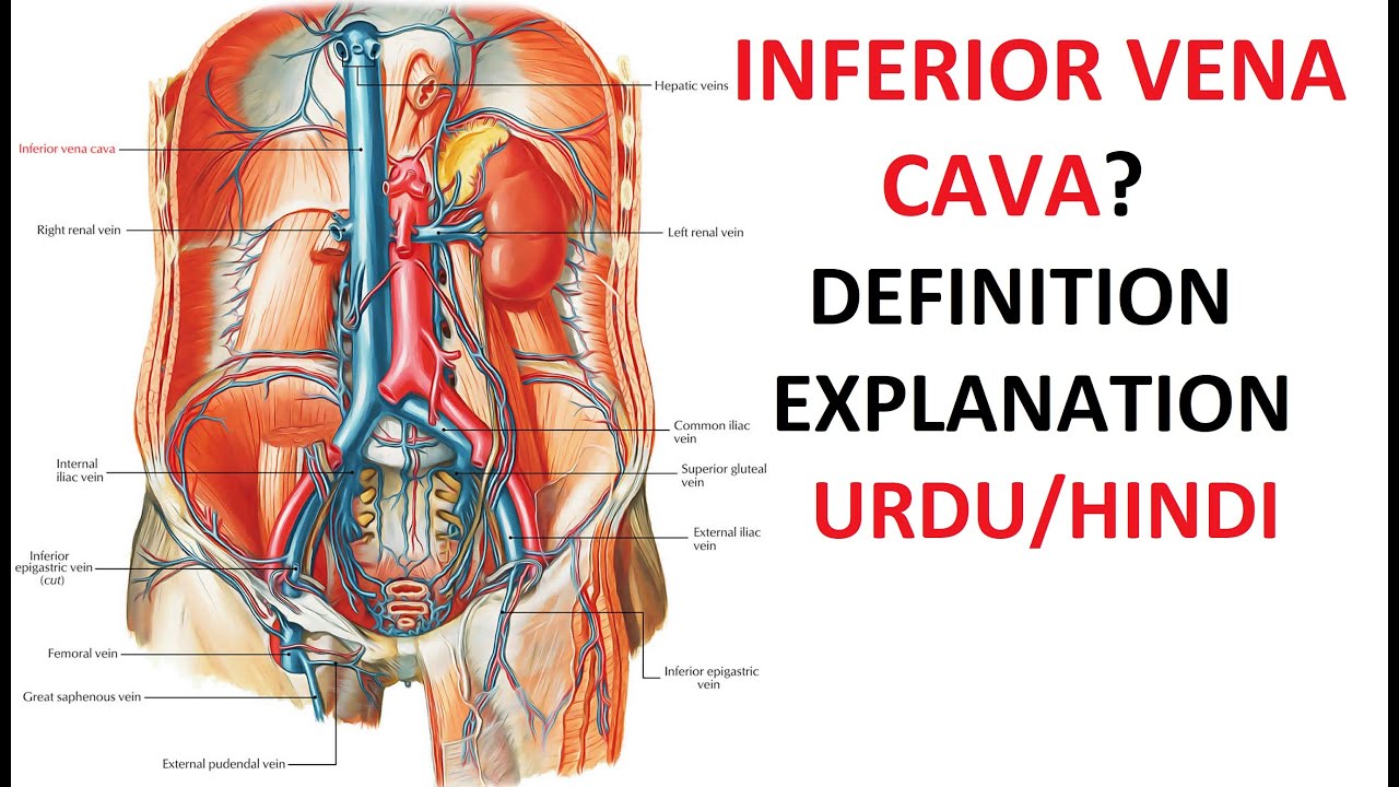 What is Inferior Vena Cava? | Examples | Importance | Uses | Urdu/Hindi - YouTube