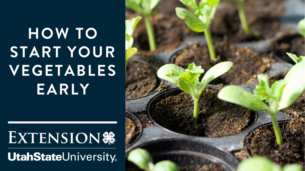 How to Start Your Vegetables Early - YouTube