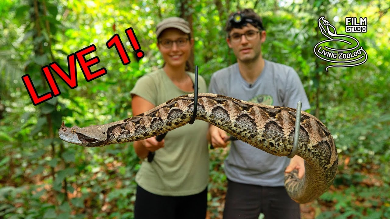 Filming snakes around the world, how we do it! - YouTube