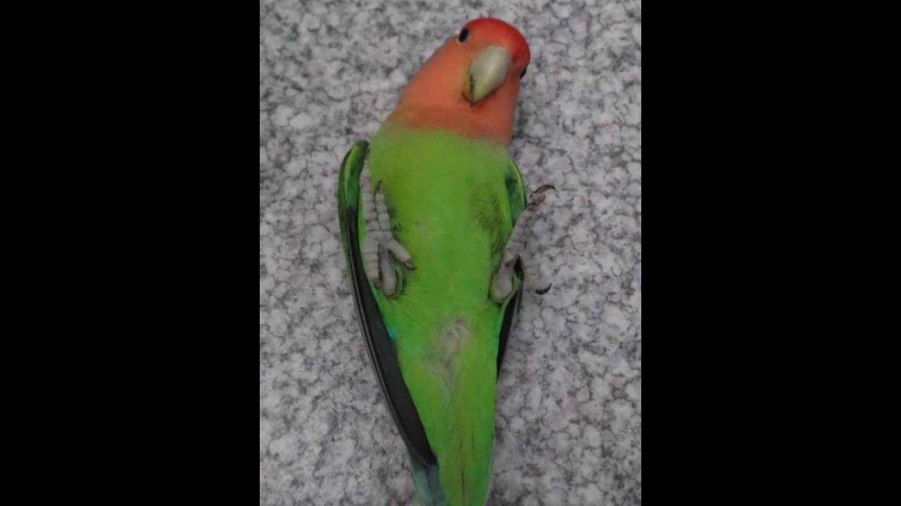 Perruche inséparable show - YouTube