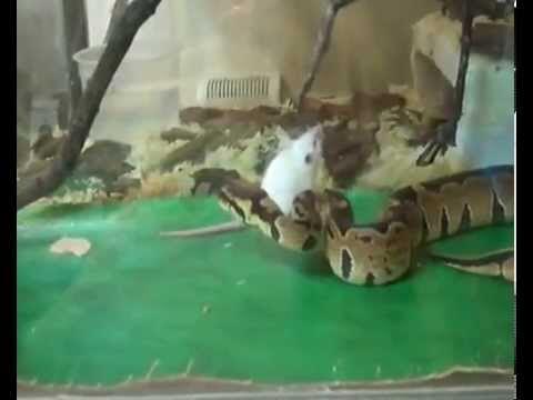Ball Python eating a mouse - YouTube